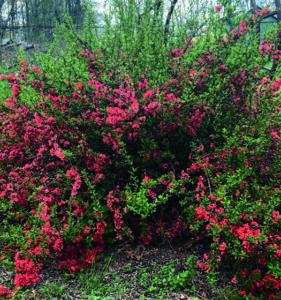 Flowering Quince Varieties for Food and Flowers - Grit